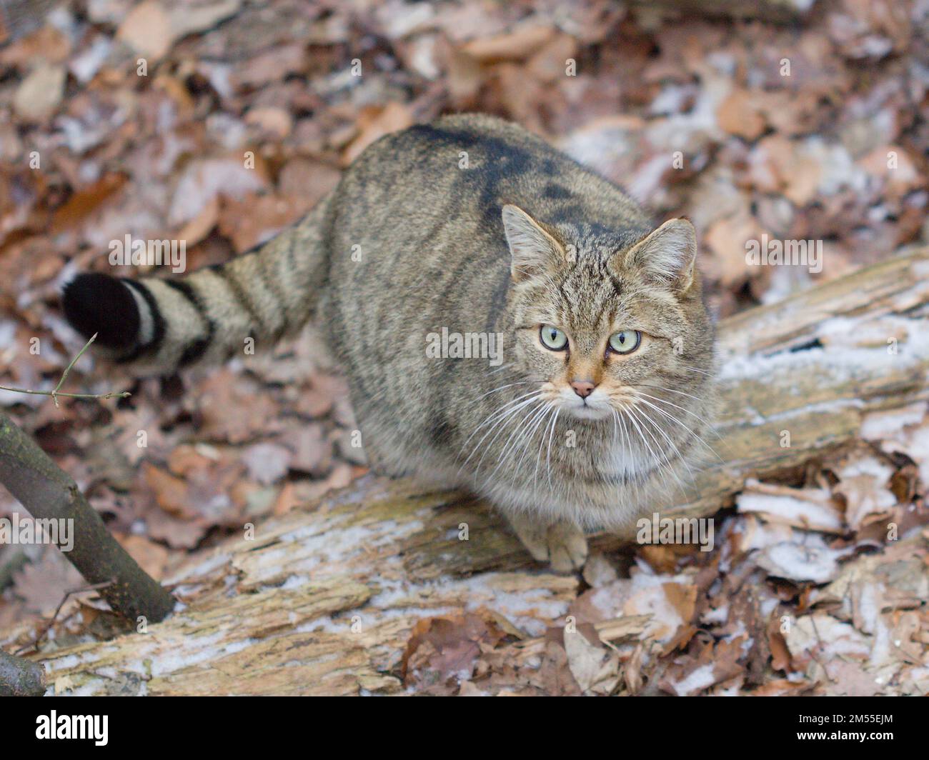 The European wildcat (Felis silvestris) in a winter natural habitat ...