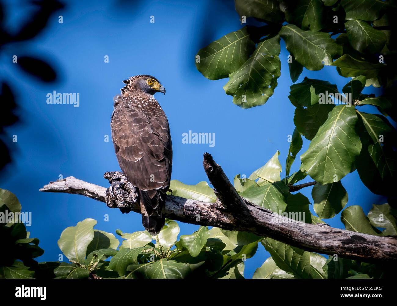 Philippine Serpent Eagle