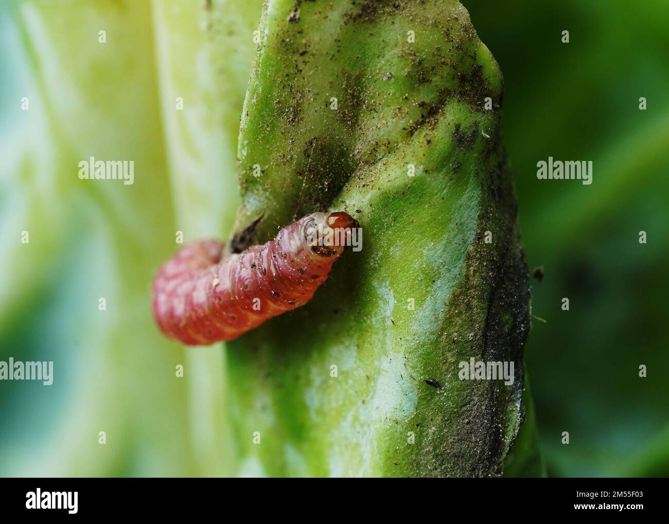 Leaf eating insects hi-res stock photography and images - Alamy