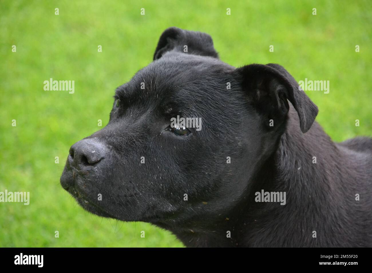 Black Staffordshire bull terrier side view Stock Photo - Alamy
