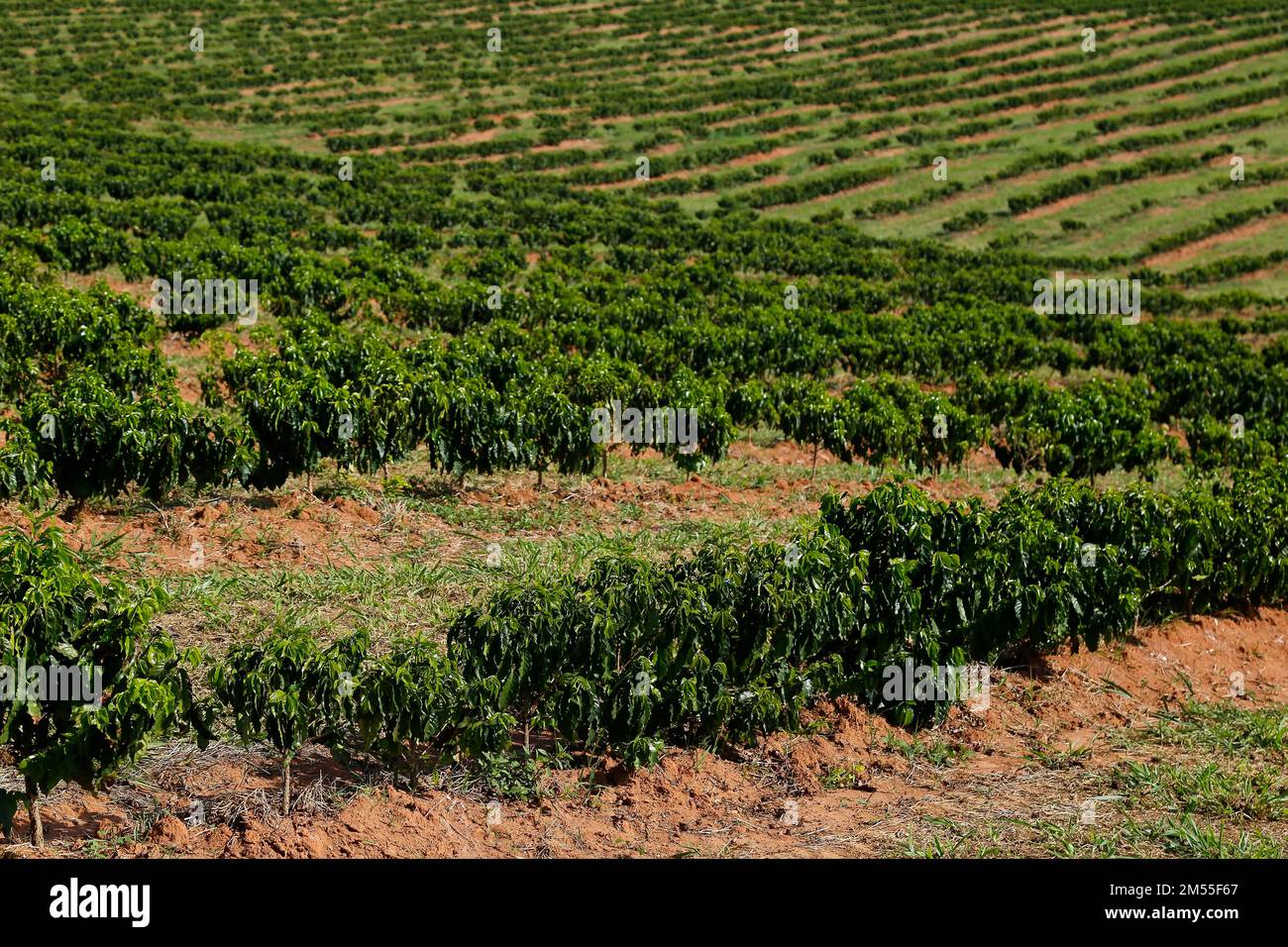 View farm with coffee plantation - early stage farming in Brazil - Cafe ...