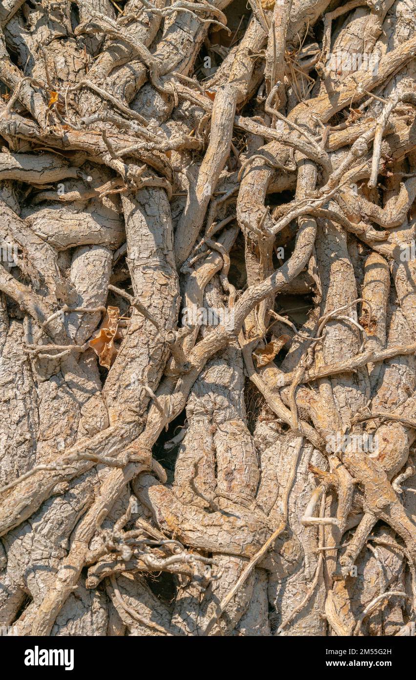 Climbing plant stem hi-res stock photography and images - Alamy