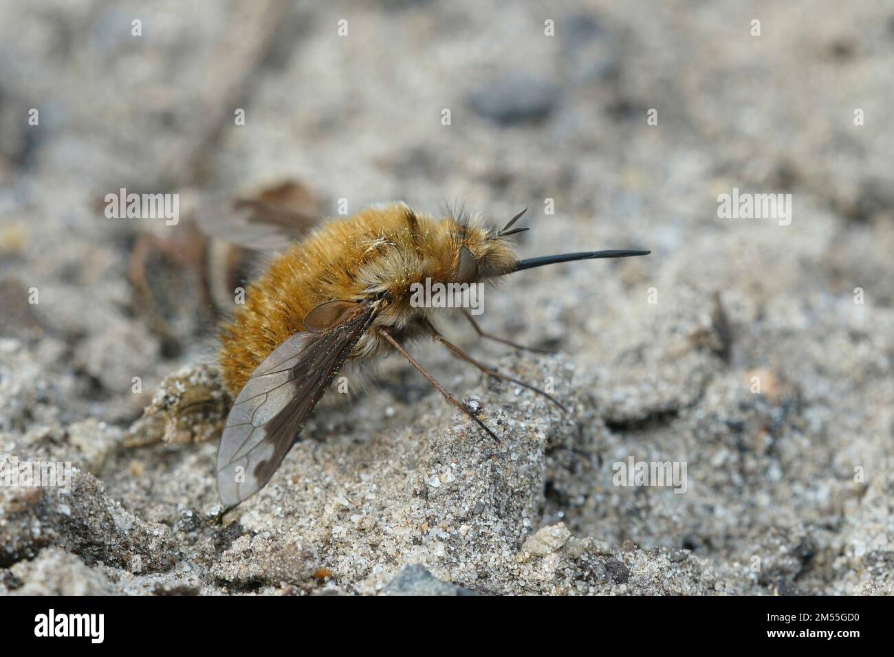 Natural closeup shot of the odd long-nosedd dark-edged bee-fly , Bombylius major, a parasite on ...