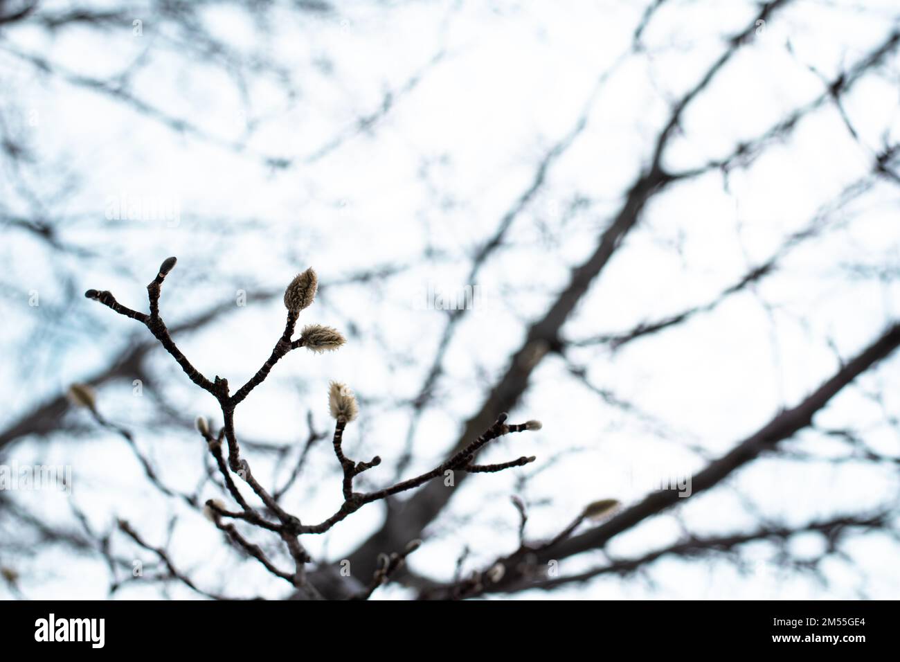 The first sprouts from a tree Stock Photo - Alamy