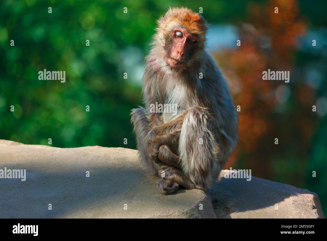 Monkey with closed eyes . Shy female monkey Stock Photo - Alamy