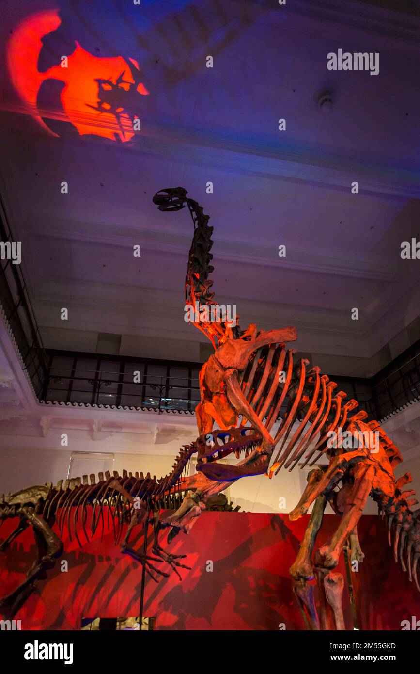 Cast of Jobaria tiguidensis, a sauropod from Early Cretaceous period ...