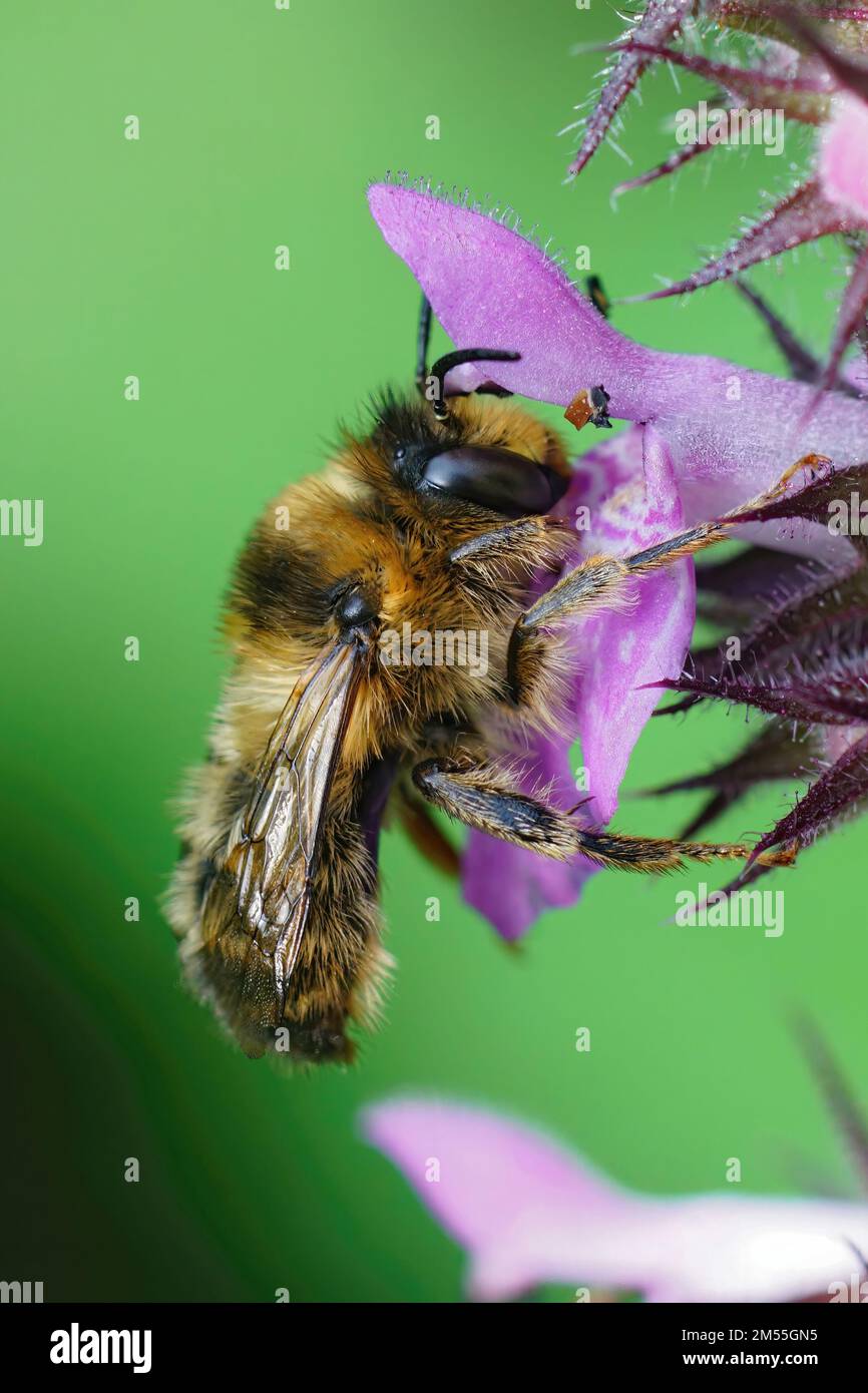 Natural closeup on a male fork-tailed flower bee, Anthophora furcata ...