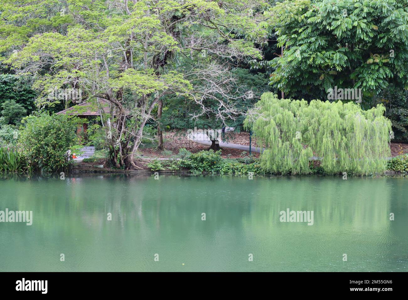 The scenic Swan lake surrounded by leafy trees and plants of the ...