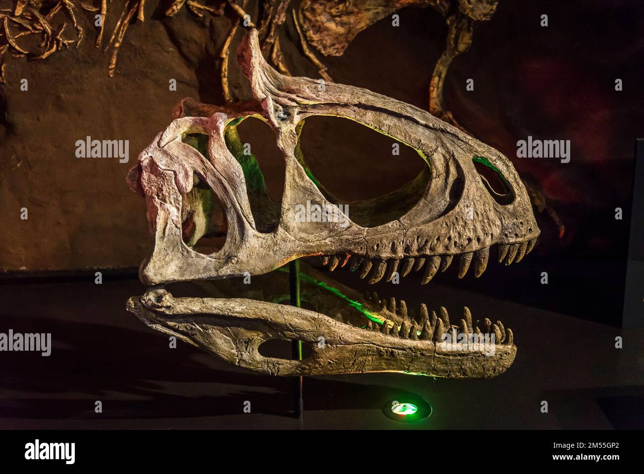 Dinosaur galleries at the Australian Museum, Natural History Museum ...
