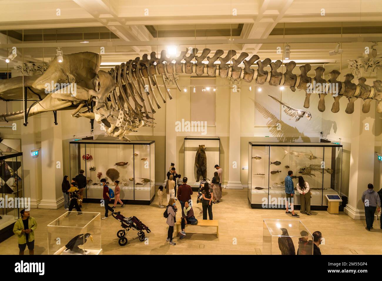 Whale skeleton, Australian Museum, Natural History Museum, Sydney, NSW ...