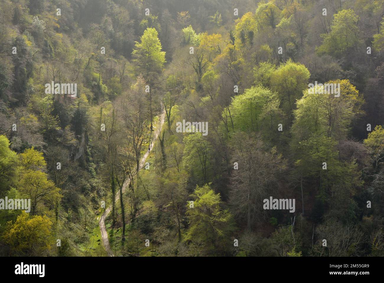 View of the forest from the Clifton Suspension Bridge in Bristol, UK ...