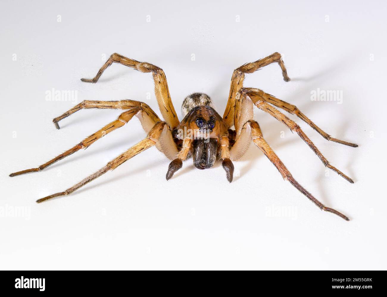 A close-up of a grass spider (Agelenopsis) isolated on a white ...