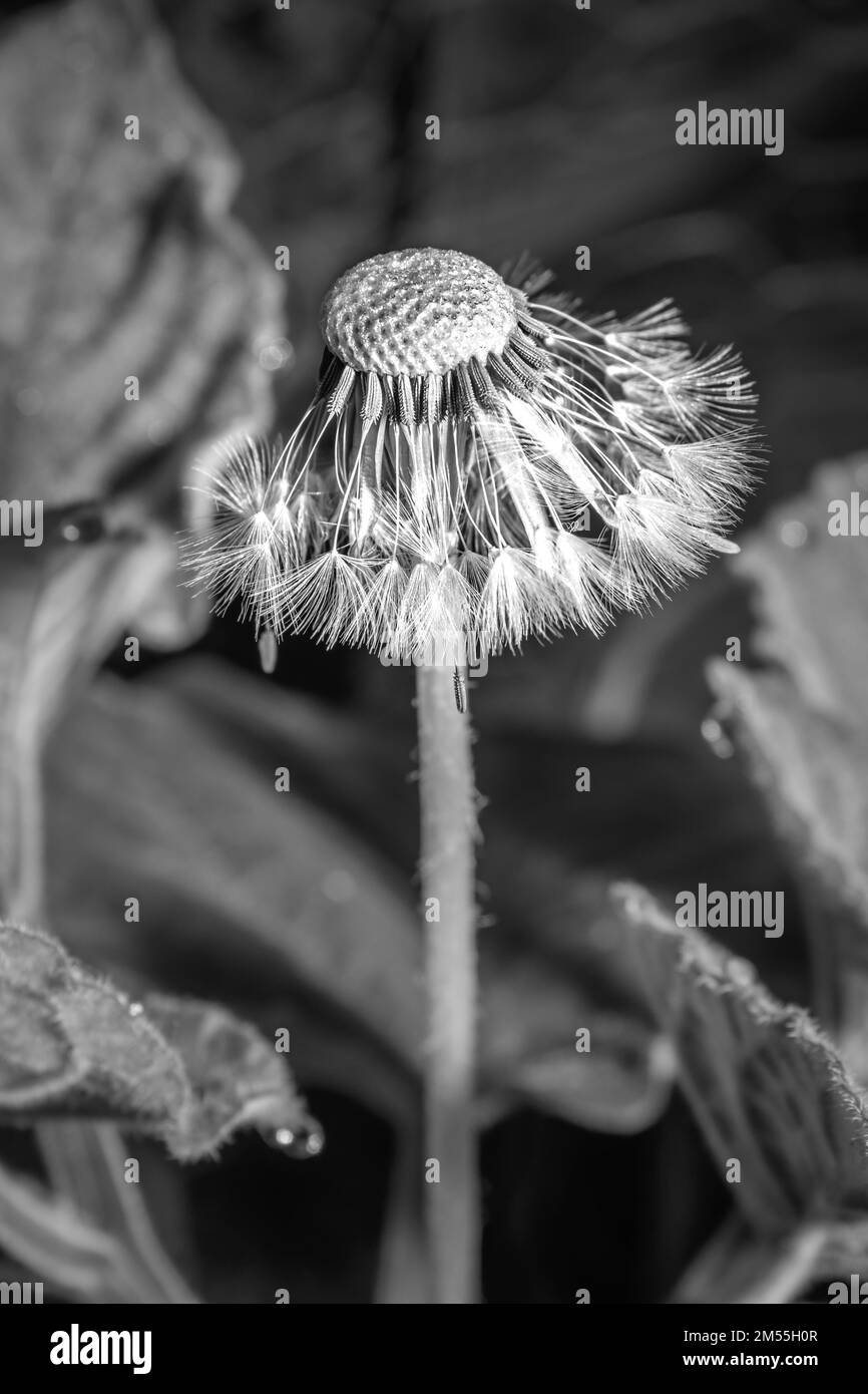 Dandelion flower (Taraxacum) and seedhead, South Africa Stock Photo - Alamy