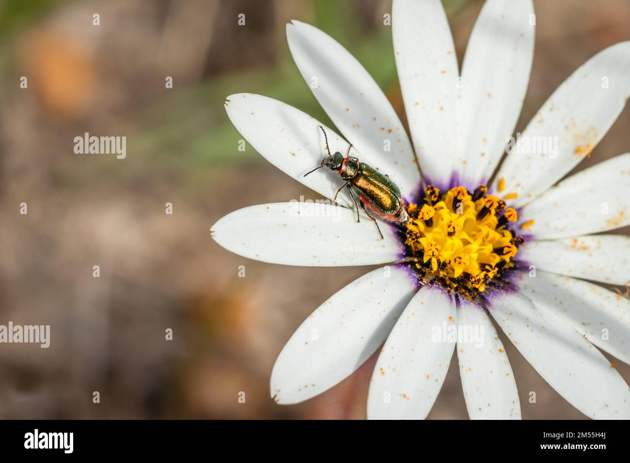 Soft-winged flower beetle (genus hedybius) on a African daisy flower ...
