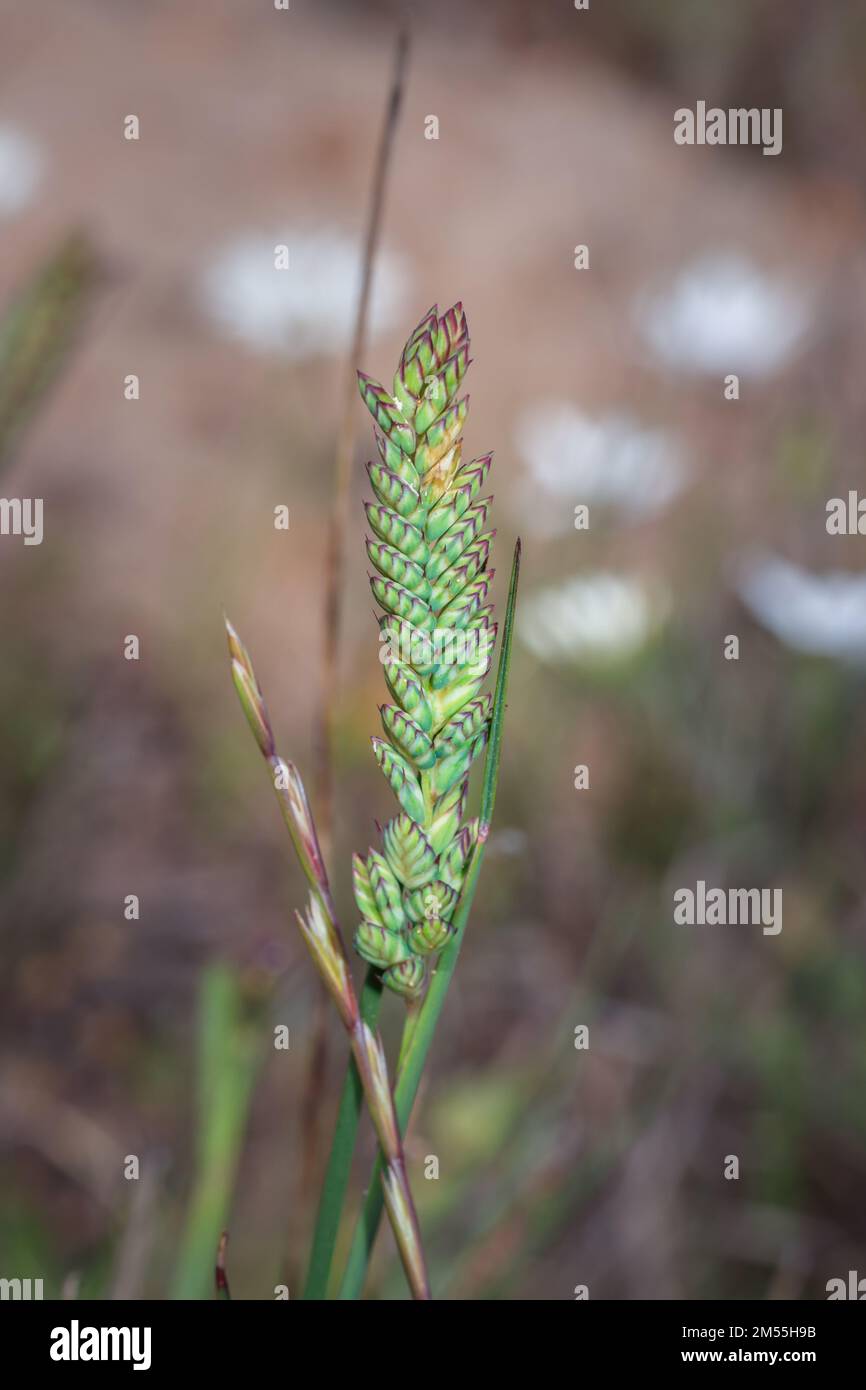 Eragrostis superba hi-res stock photography and images - Alamy