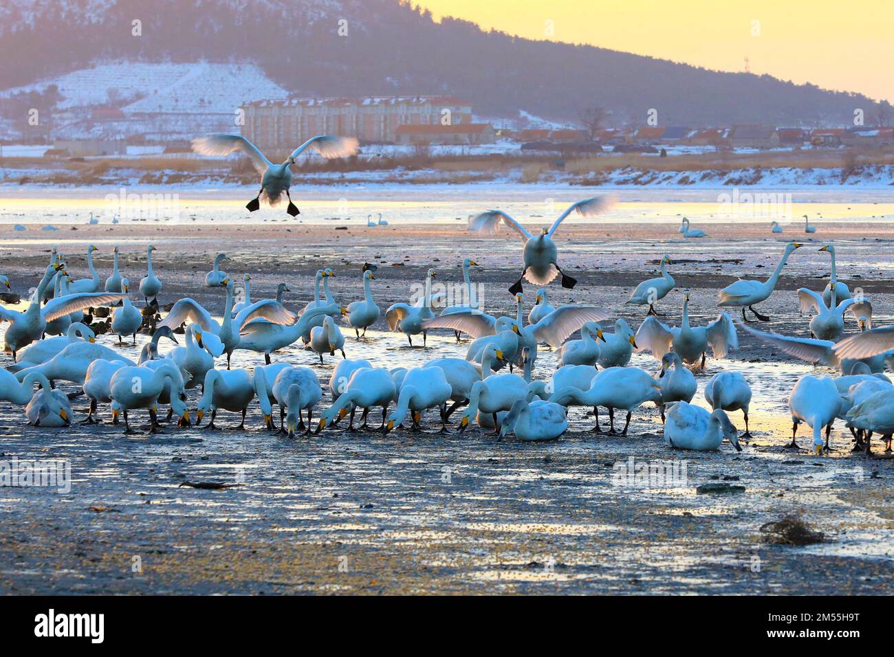 WEIHAI, CHINA - DECEMBER 26, 2022 - Whooper swans eat corn at Swan Lake ...