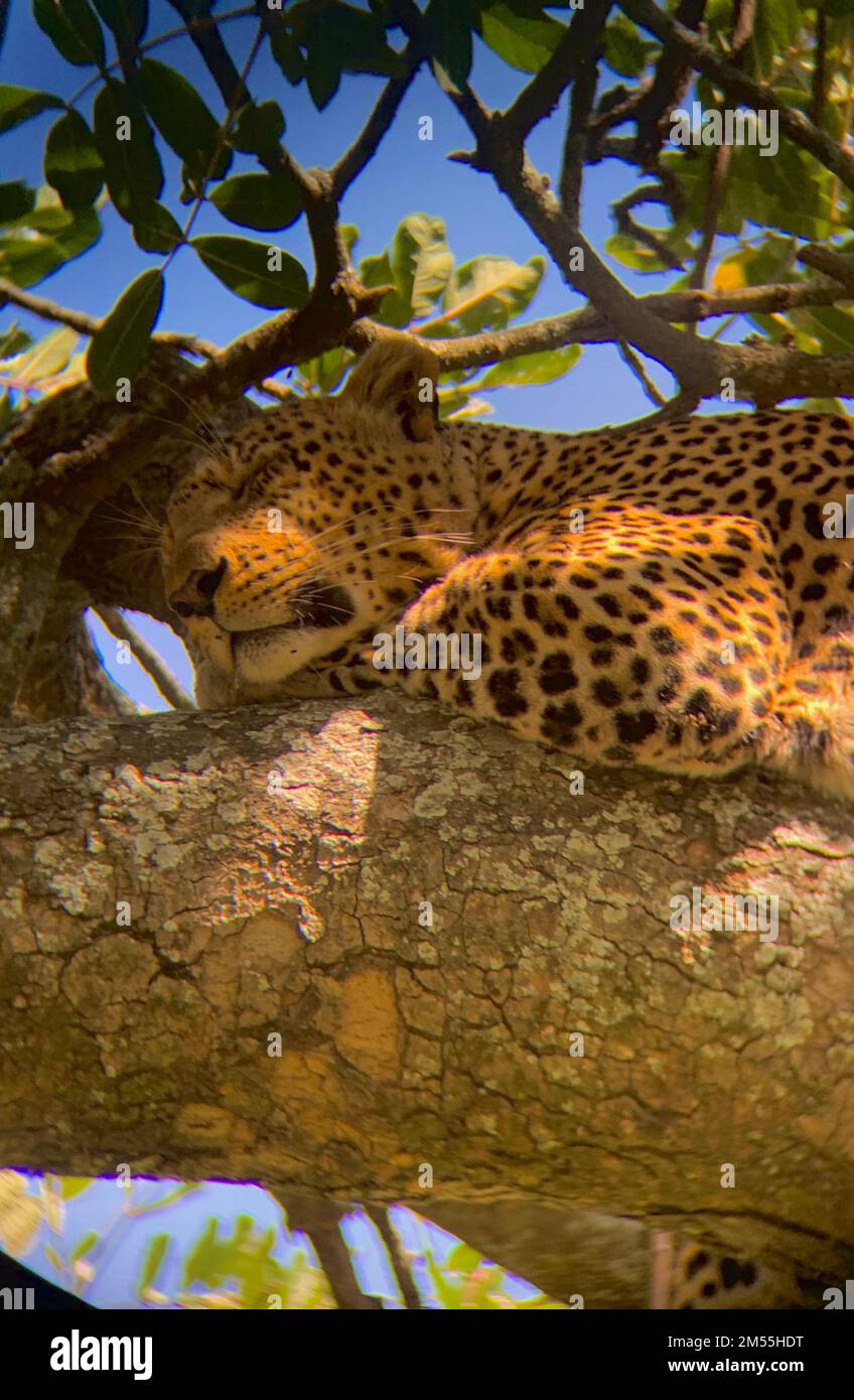 A cute sleepy leopard napping on a thick tree branch in Serengeti ...