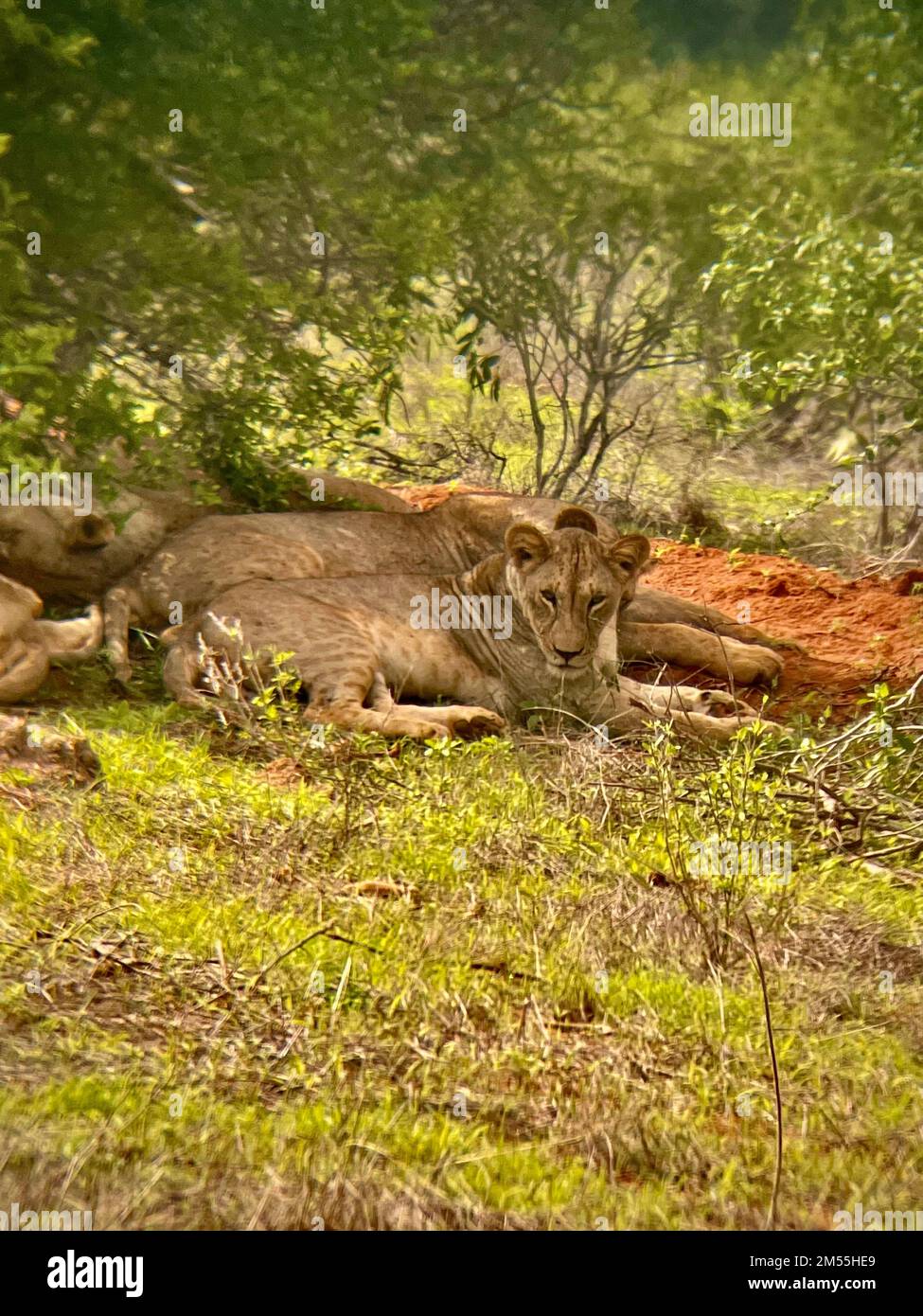 A pride of beautiful lions relaxing behind trees in a sunny wilderness ...