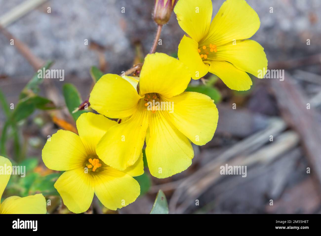 (Oxalis stricta) common yellow wood sorrel during spring, Cape Town ...