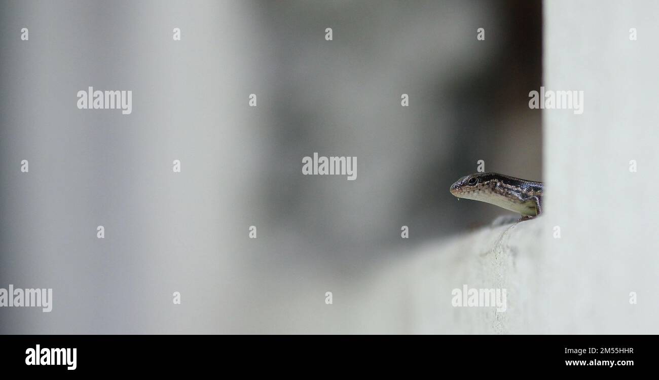 A shallow focus shot of a little brown skink (Scincella lateralis ...