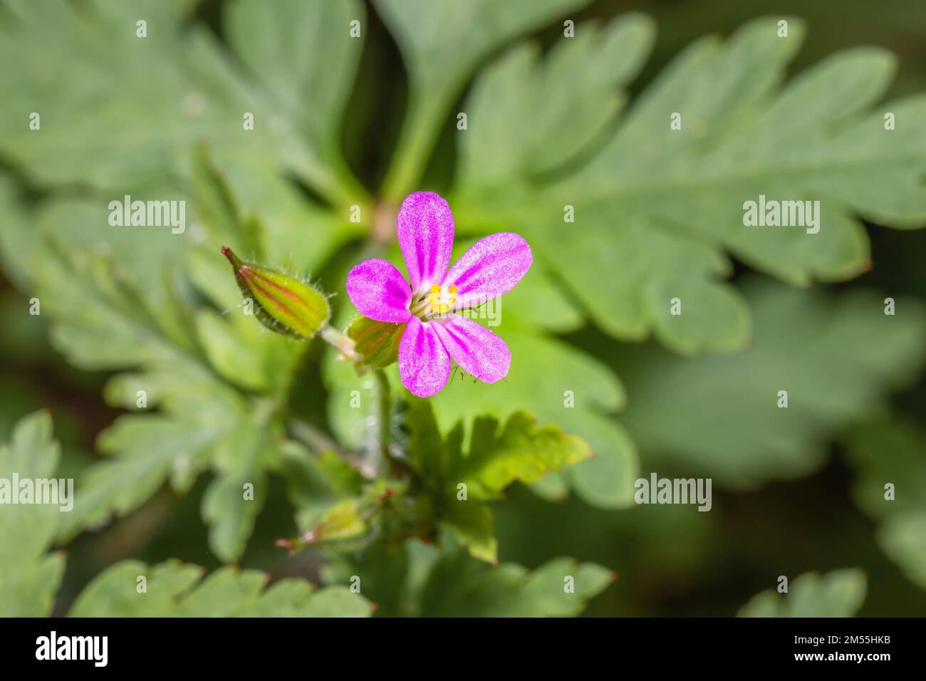 (Geranium robertianum) herb Robert Wild flowers during spring, Cape ...