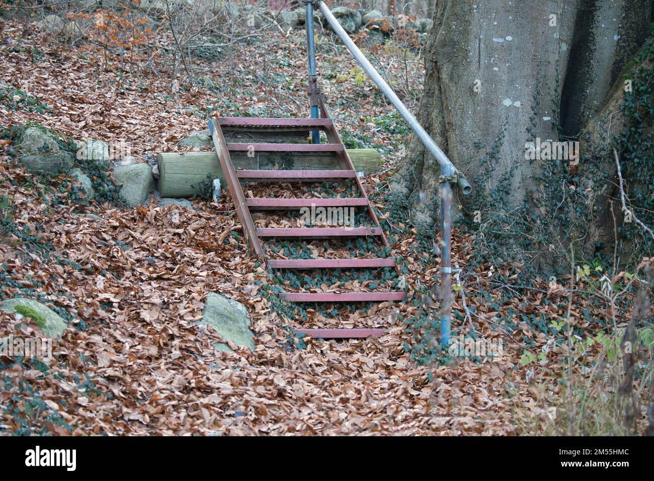 Old, rusty stairs through the fallen leaves in the woods Stock Photo ...