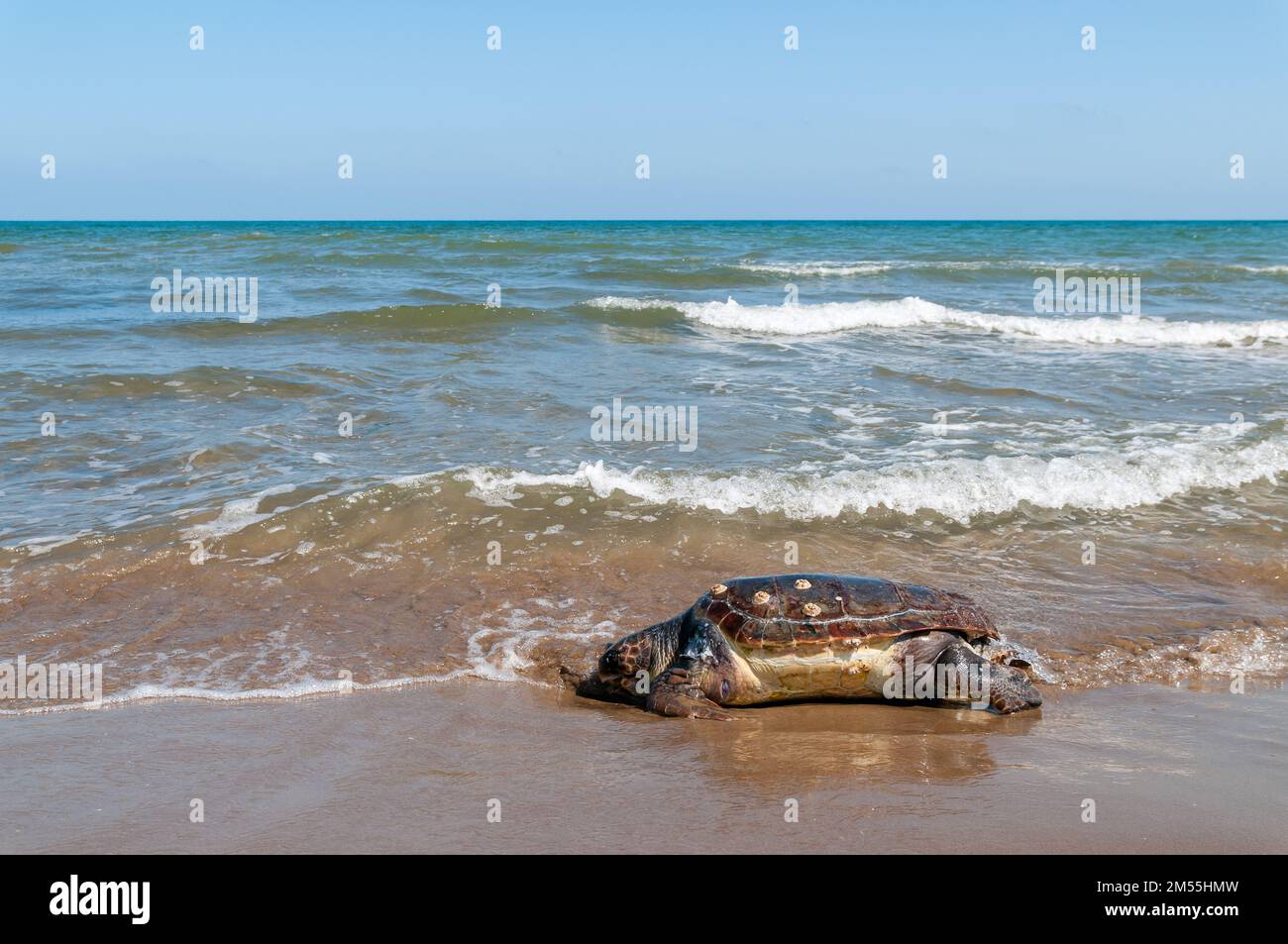 loggerhead sea turtle, Caretta caretta, dead on the beach, Ebro Delta ...