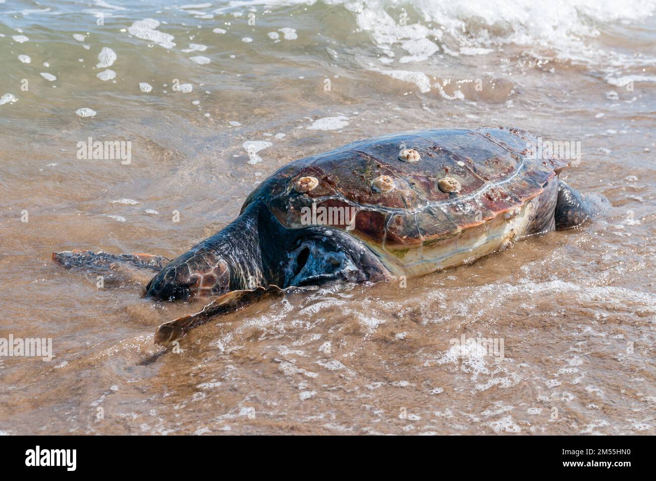 loggerhead sea turtle, Caretta caretta, dead on the beach, Ebro Delta ...