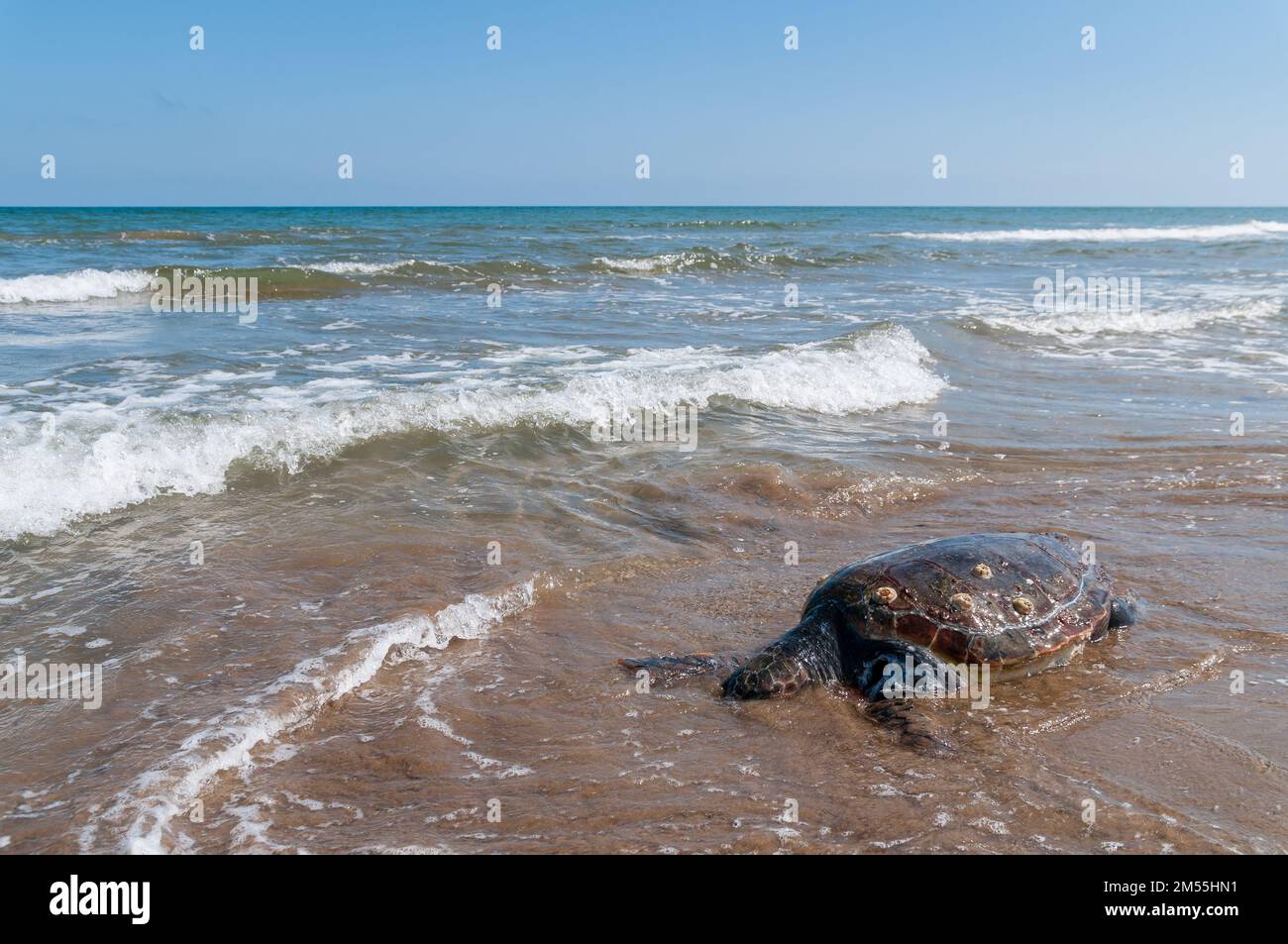 Tortuga babaua hi-res stock photography and images - Alamy