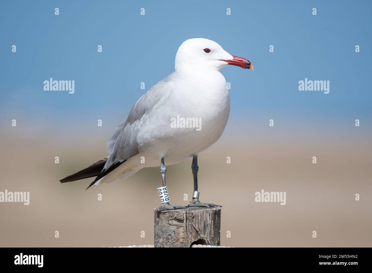 Audouin’s gull, Larus audouinii, with two bands on the legs, Ebro Delta ...