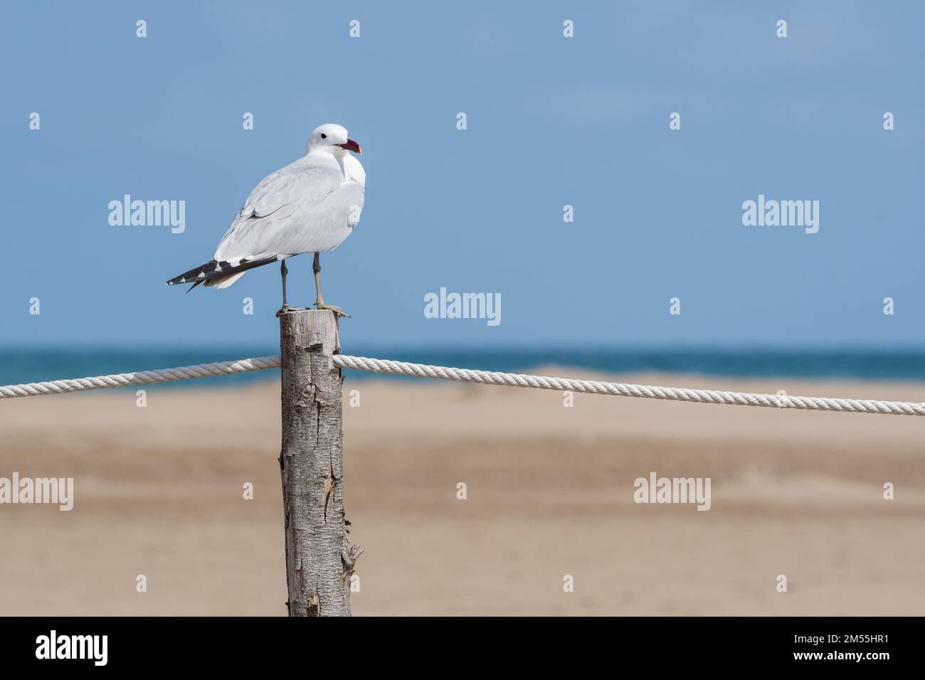 Gavina roja hi-res stock photography and images - Alamy