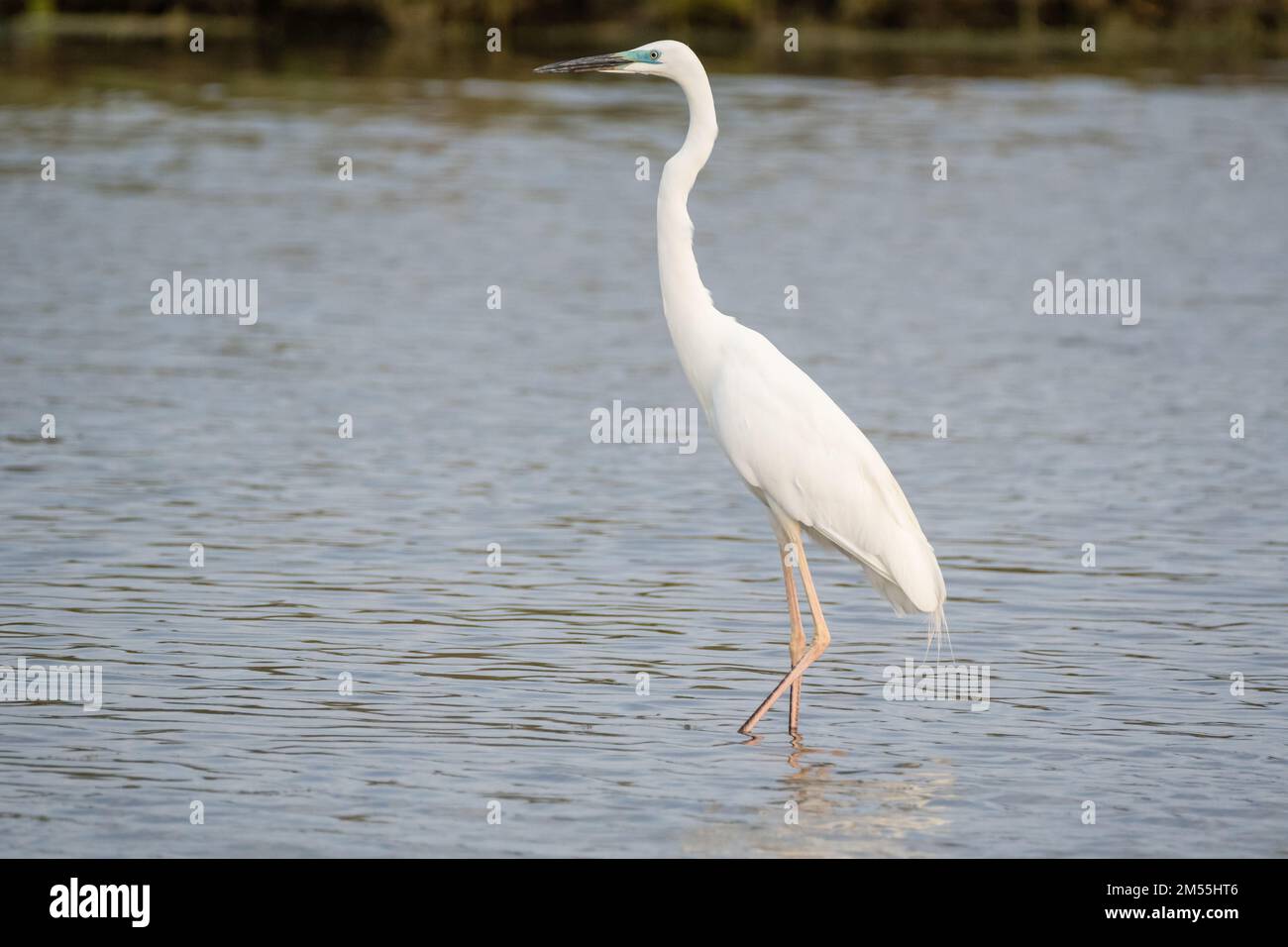 common egret, Ardea alba, Ebro Delta, Catalonia, Spain Stock Photo - Alamy