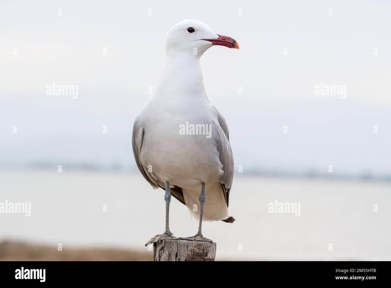 Audouin’s gull, Larus audouinii, Ebro Delta, Catalonia, Spain Stock ...