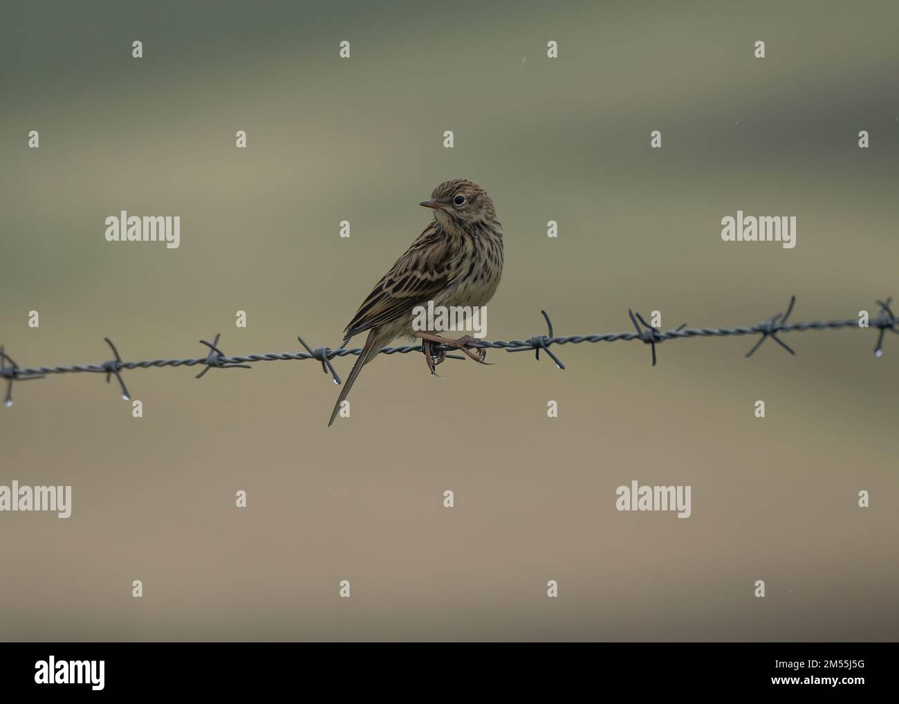 Meadow pipit (Anthus pratensis), sitting on a strand of barbed wire ...
