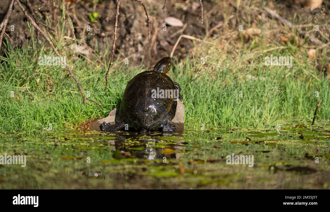Turtle bath hi-res stock photography and images - Alamy