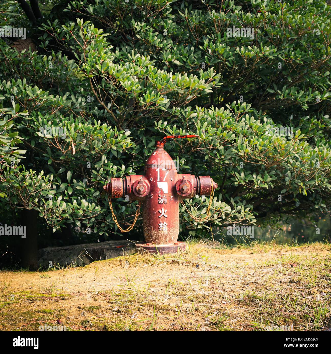 A red fire hydrant in the park with trees in the background Stock Photo ...