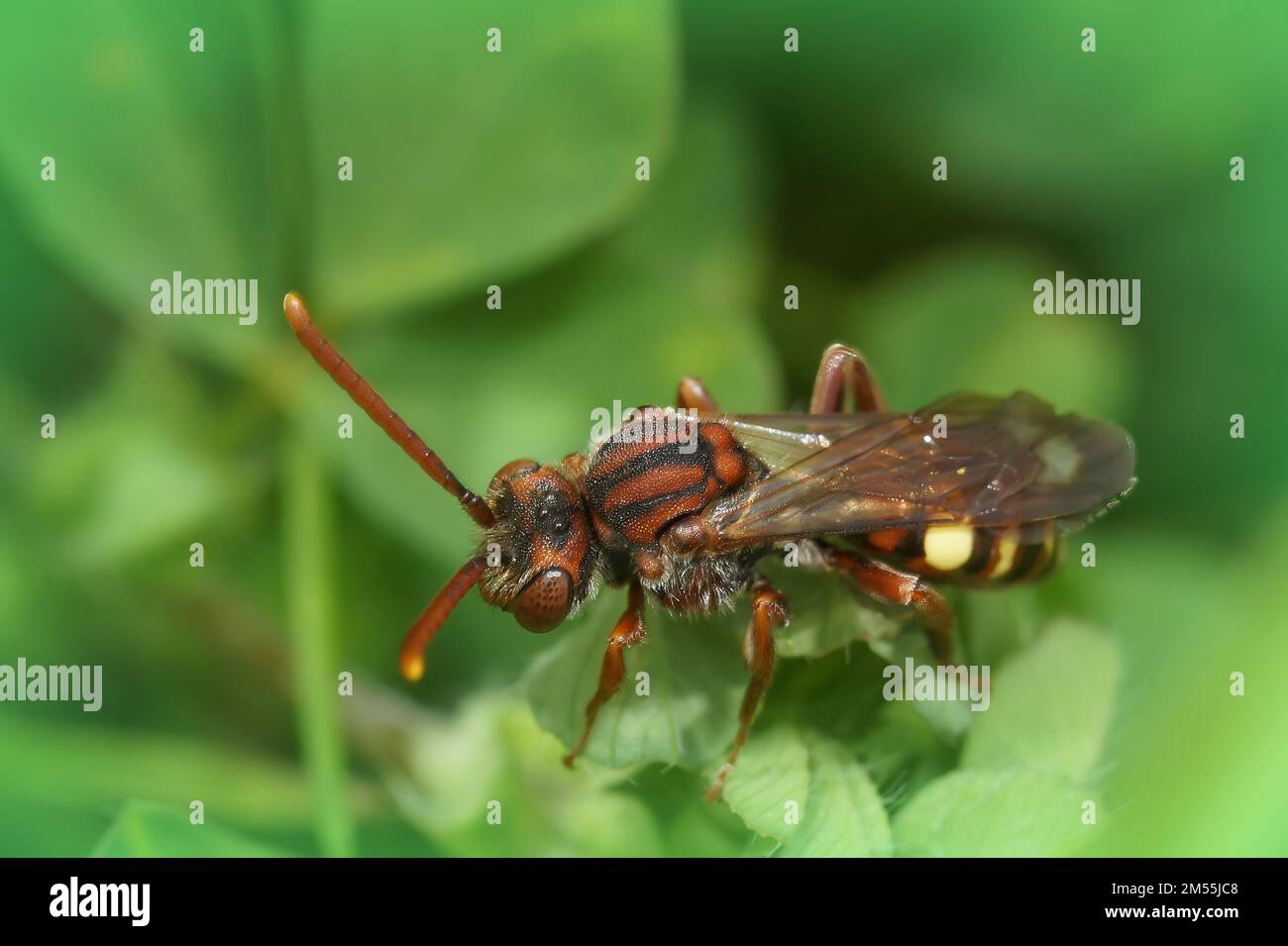 Natural closeup on a beautiful red female Panzer's Nomada bee, Nomada panzeri sitting on a green ...