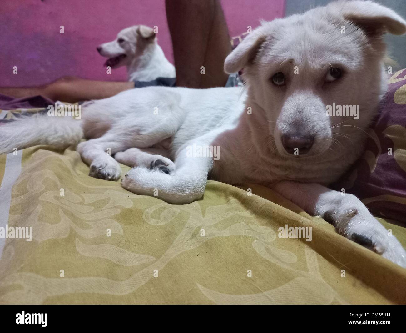 shy white dog face relaxing sleeping with owner in bed Stock Photo - Alamy