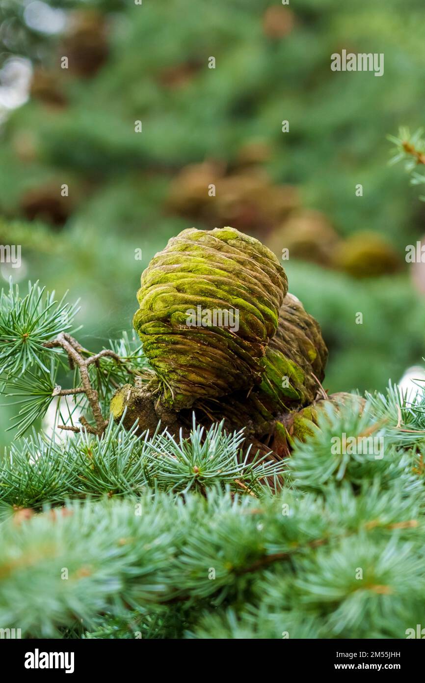 Blue Atlas Cedar cone with moss. Cedrus Atlantica tree Stock Photo - Alamy