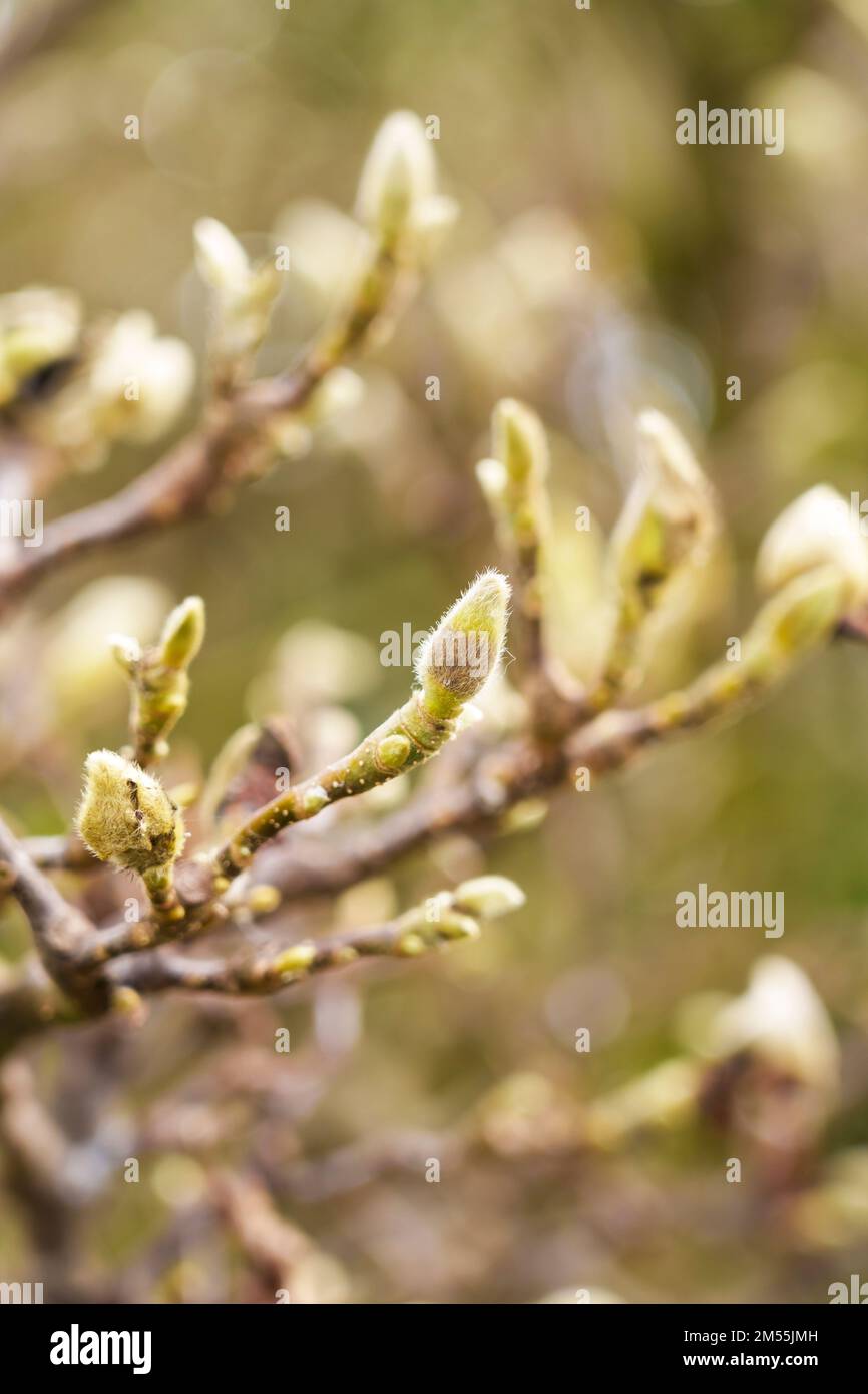Flower buds of blooming Chinese saucer magnolia tree (Soulangeana) in ...