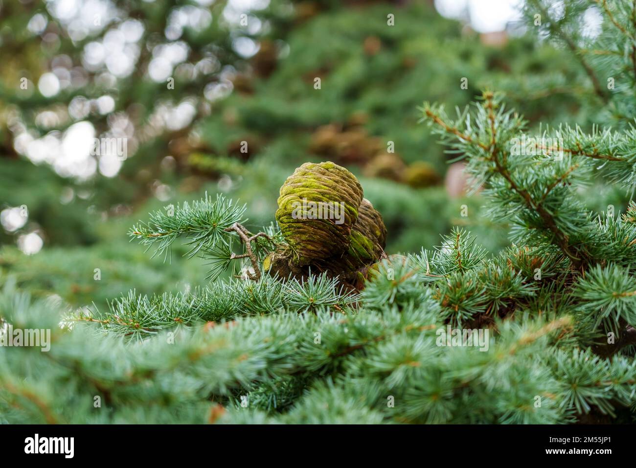 Blue Atlas Cedar cone with moss. Cedrus Atlantica tree Stock Photo - Alamy