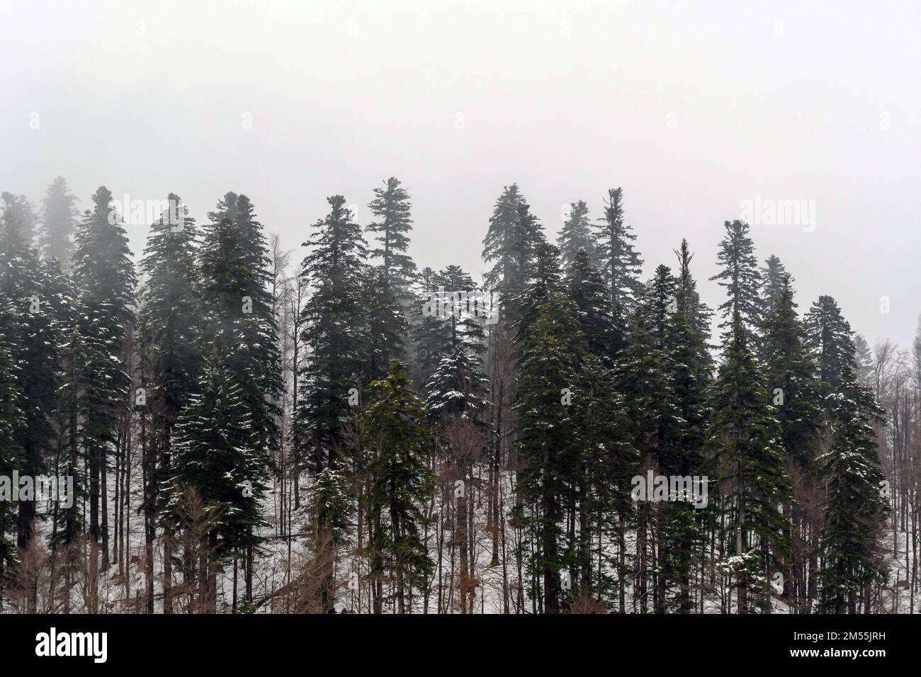 Winter landscape with mysterious foggy forest with tall trees, on a ...