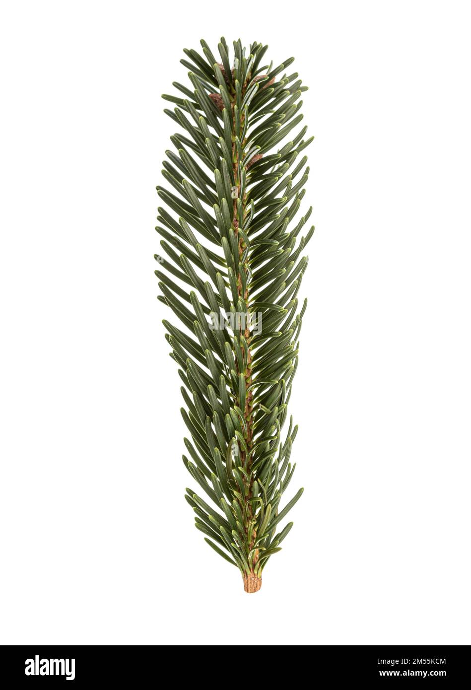 Fresh Fir twig isolated on white background Stock Photo - Alamy