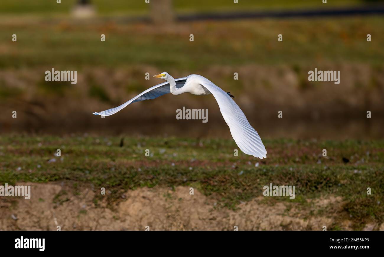 A beautiful shot of a great white egret flying over a landscape Stock ...