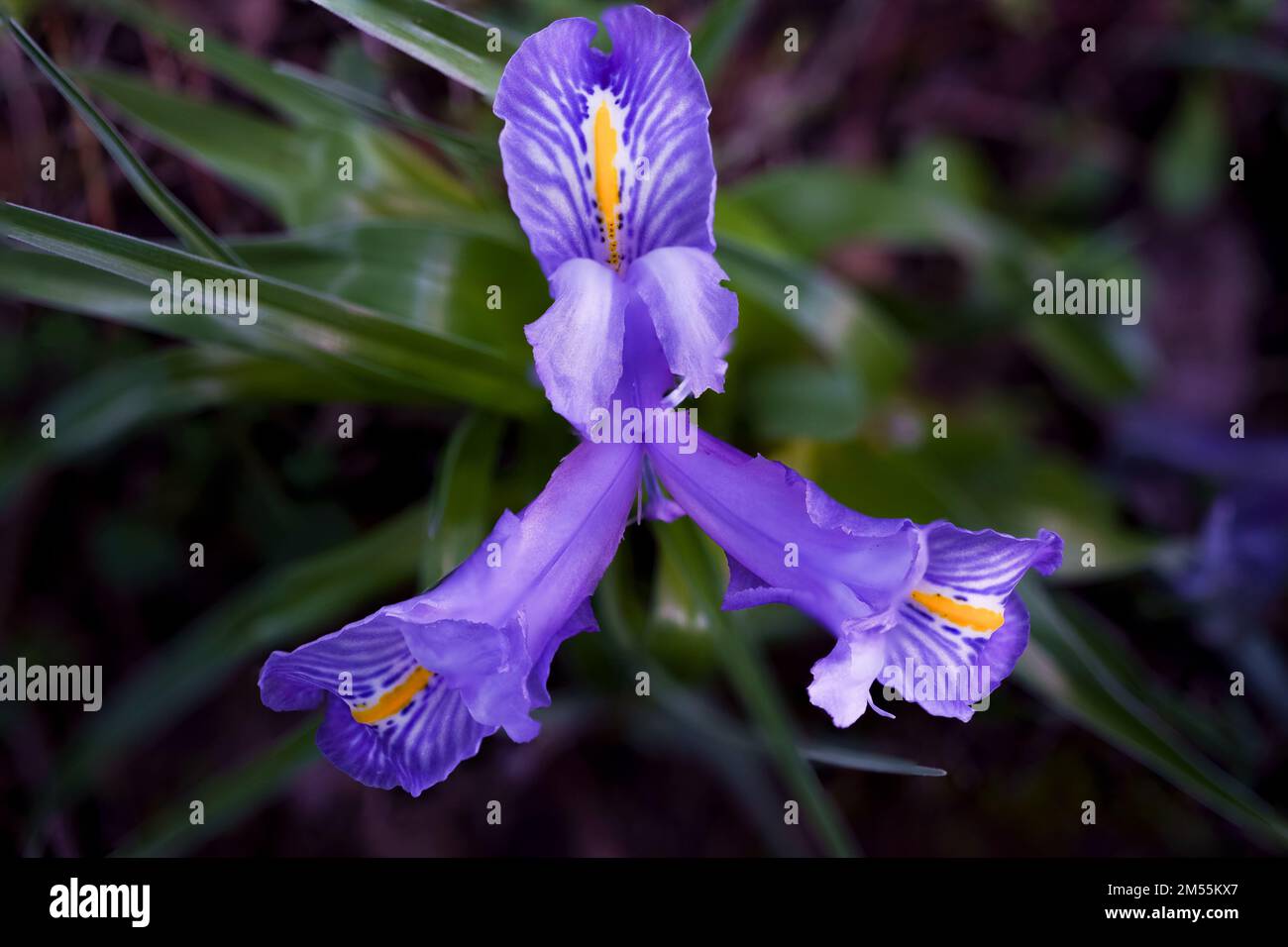 close-up of a plant, wild iris or Iris planifolia illuminated by the ...