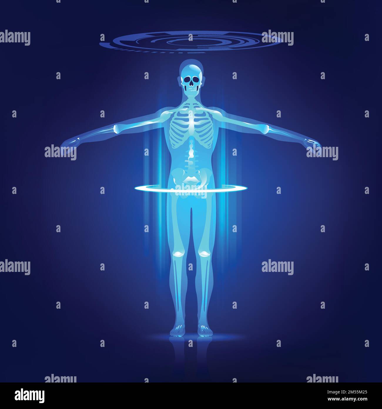 Body vector anatomic Stock Vector Images - Alamy