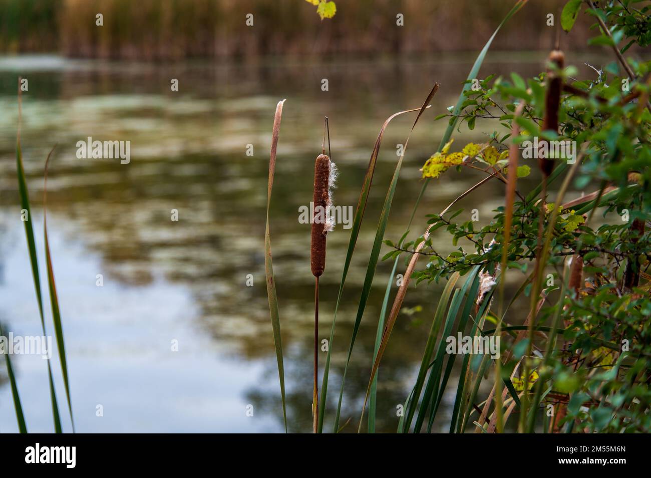 Habitat ecological change hi-res stock photography and images - Alamy