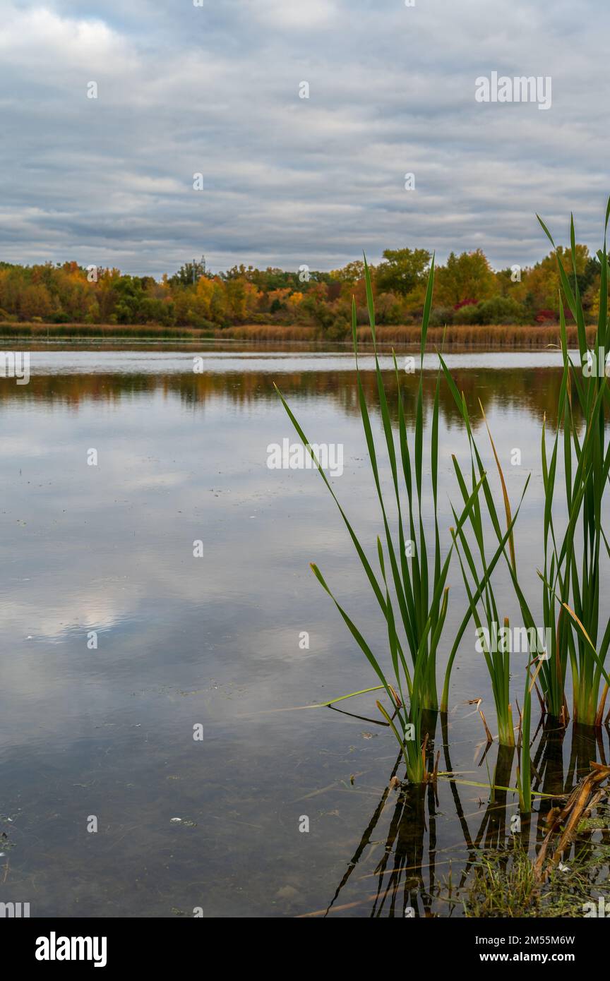 Typha on a pond shoreline. Wetland habitat. Cattail grass. Papyrus ...
