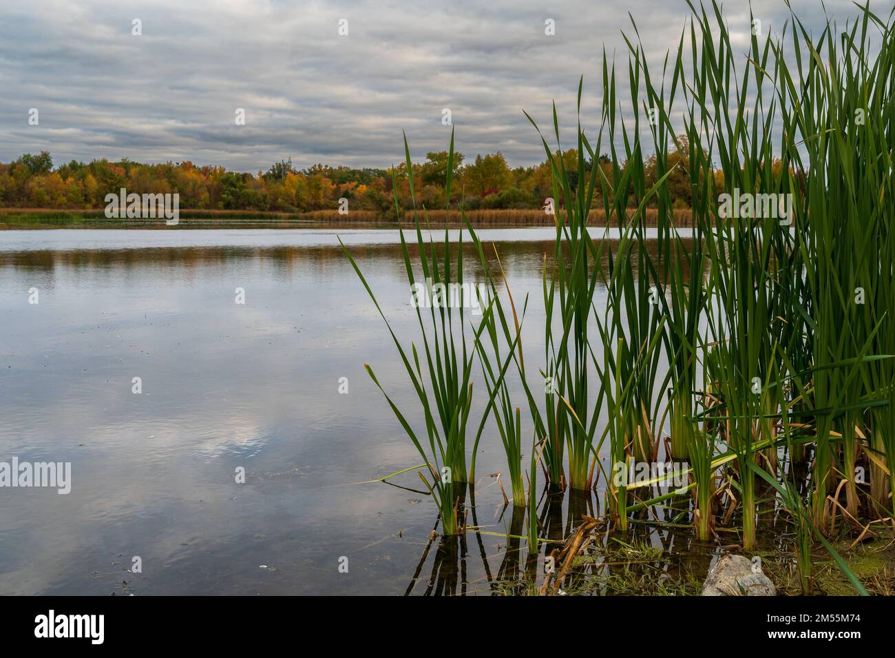 Typha on a pond shoreline. Wetland habitat. Cattail grass. Papyrus ...