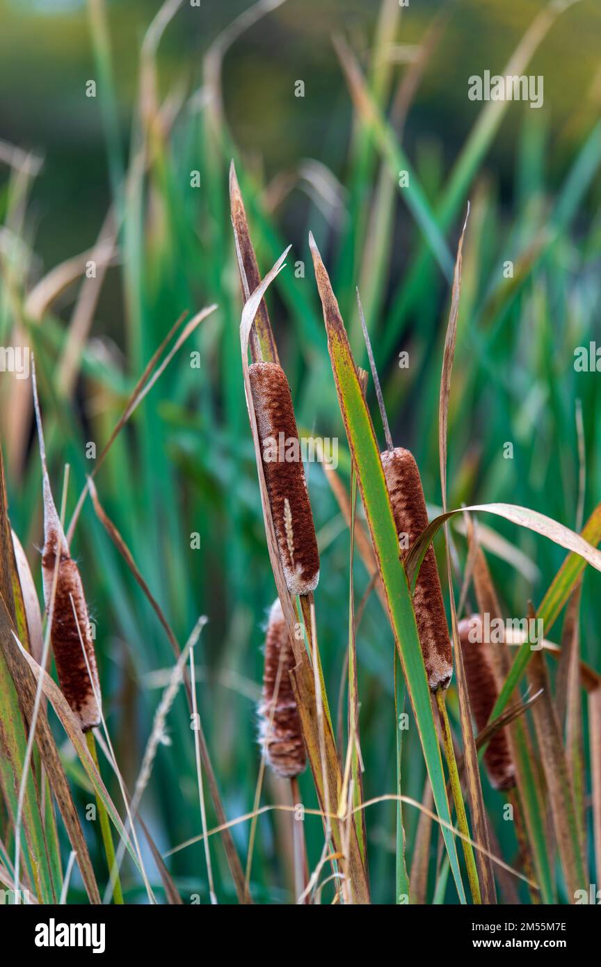 Habitat ecological change hi-res stock photography and images - Alamy
